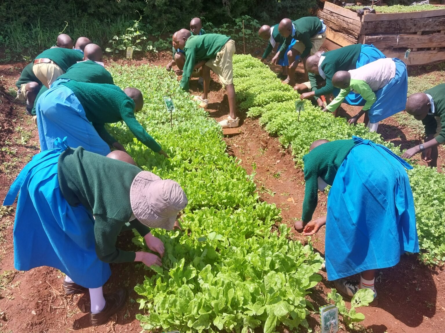 Kenya's gardening teacher is raising an army of vegetable lovers online ...