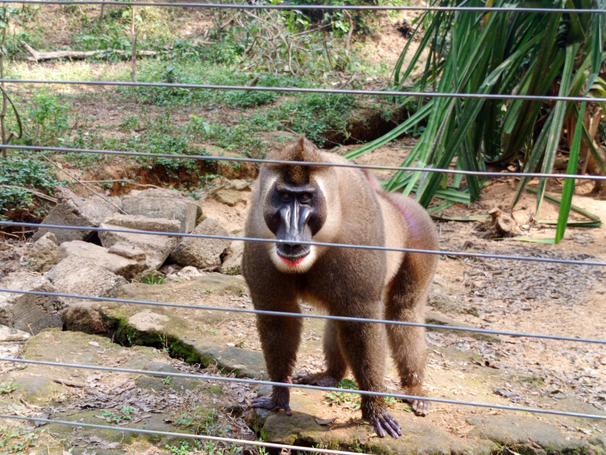 Saving Nigeria’s drill monkeys: The wildlife haven that started by ...